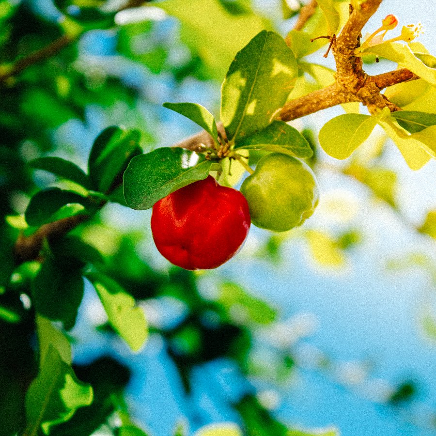 Acerola Vitamin C Bio 200mg natürlich gefriergetrocknet 90 Kps | Sunday ...