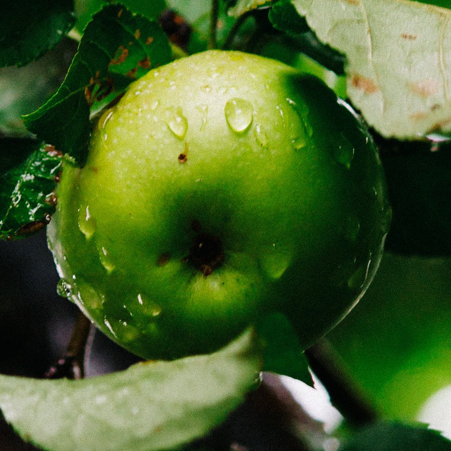 OPC 2000 high dose Di-Tetra Forte bioactive vegan 90 capsules | Sunday ...