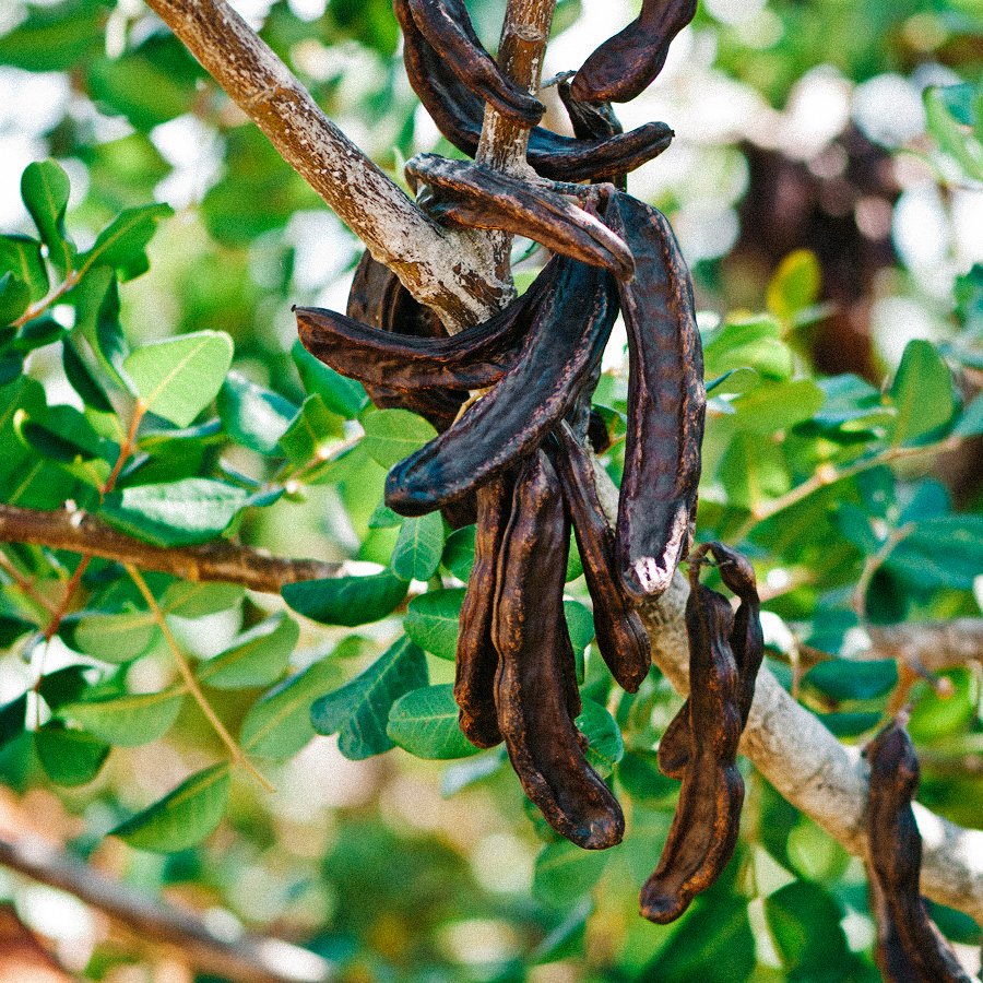 Organic Carob Powder from Sicily. Premium, Gluten-free. 300g | Sunday ...