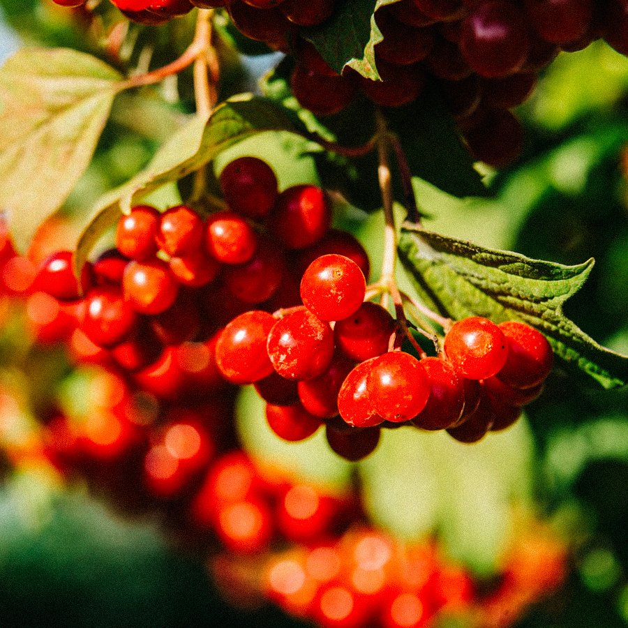 Cranberry Extract 50mg PACs + Vitamin C. 90 Capsules