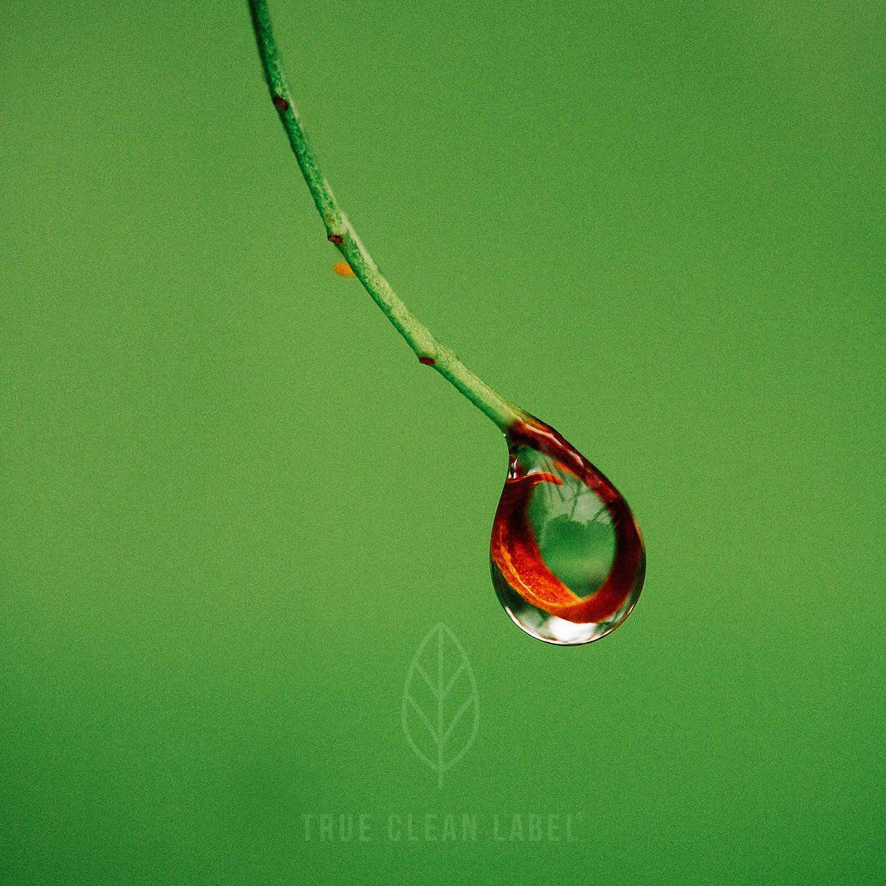 Grüntee Extrakt L-Theanin 100 mg | Sunday Natural