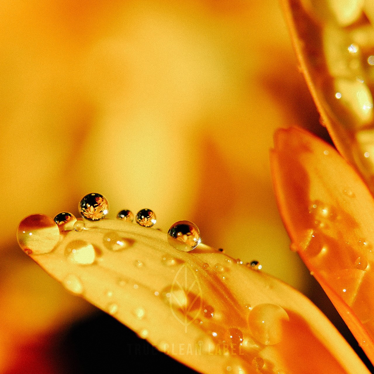 Lutéoline et rutine, avec 50 mg de chaque. Complexe de bioflavonoïdes ...