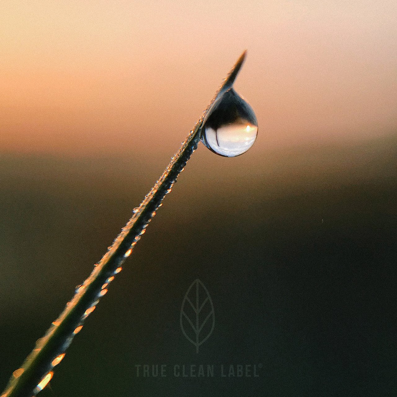 Cholin-Bitartrat 600mg hochdosiert vegan 120 Kapseln | Sunday Natural