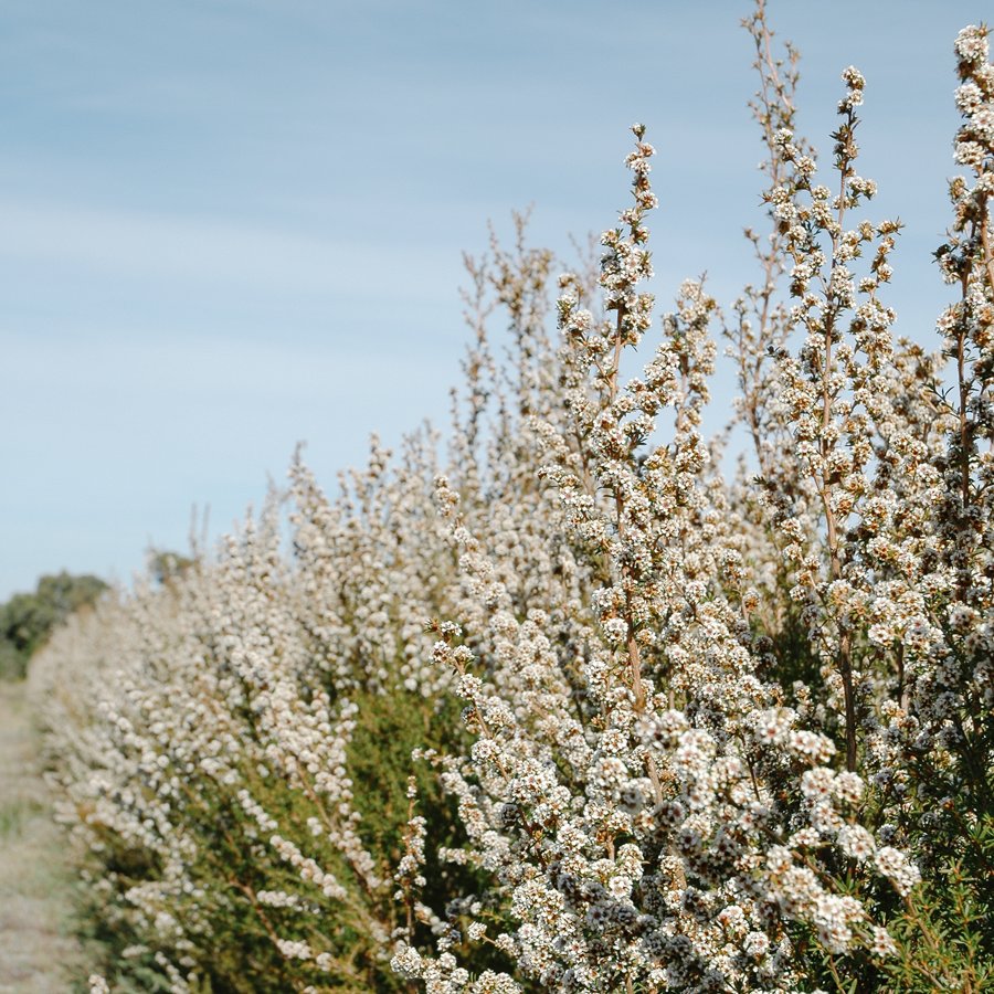 Fragoniaöl, 100% naturrein ätherisches Öl, Südwest Australien, 5ml ...