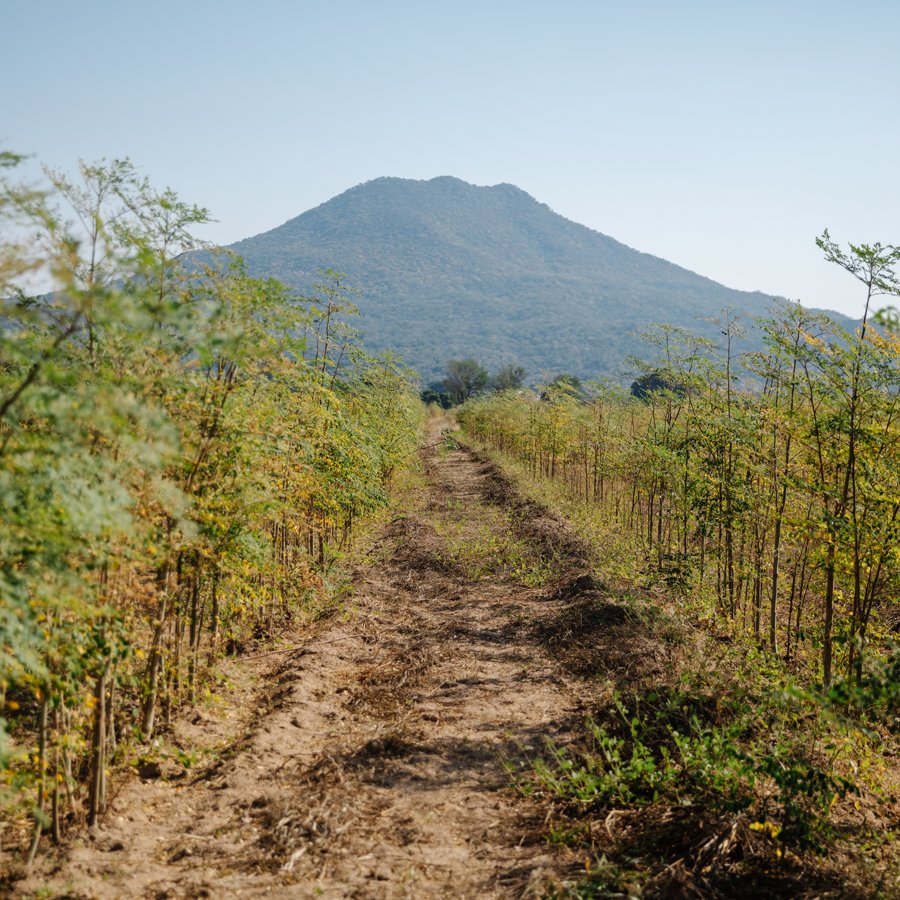 Wildcrafted Organic Mopane Oil. 100% Natural Essential Oil. Angola. 5ml ...