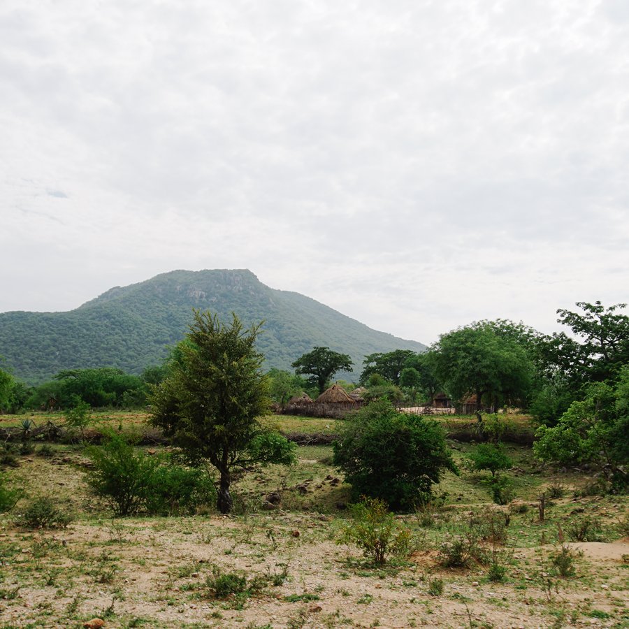 Organic Muhuhu Sandalwood Oil. 100% Natural Essential Oil