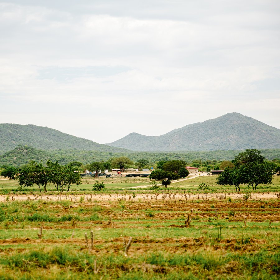 Organic Muhuhu Sandalwood Oil. 100% Natural Essential Oil