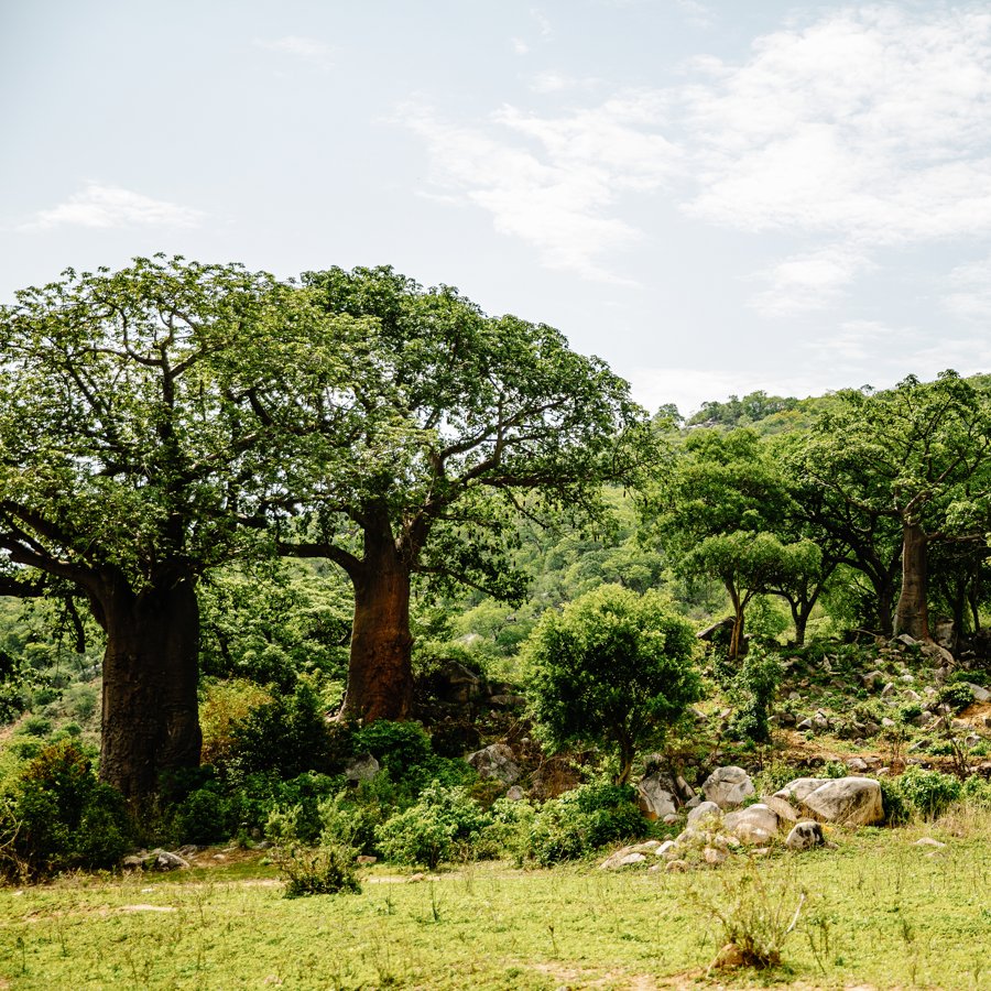 Sandelholzöl Muhuhu aus Bio-zertifizierter Wildsammlung, 100% ...