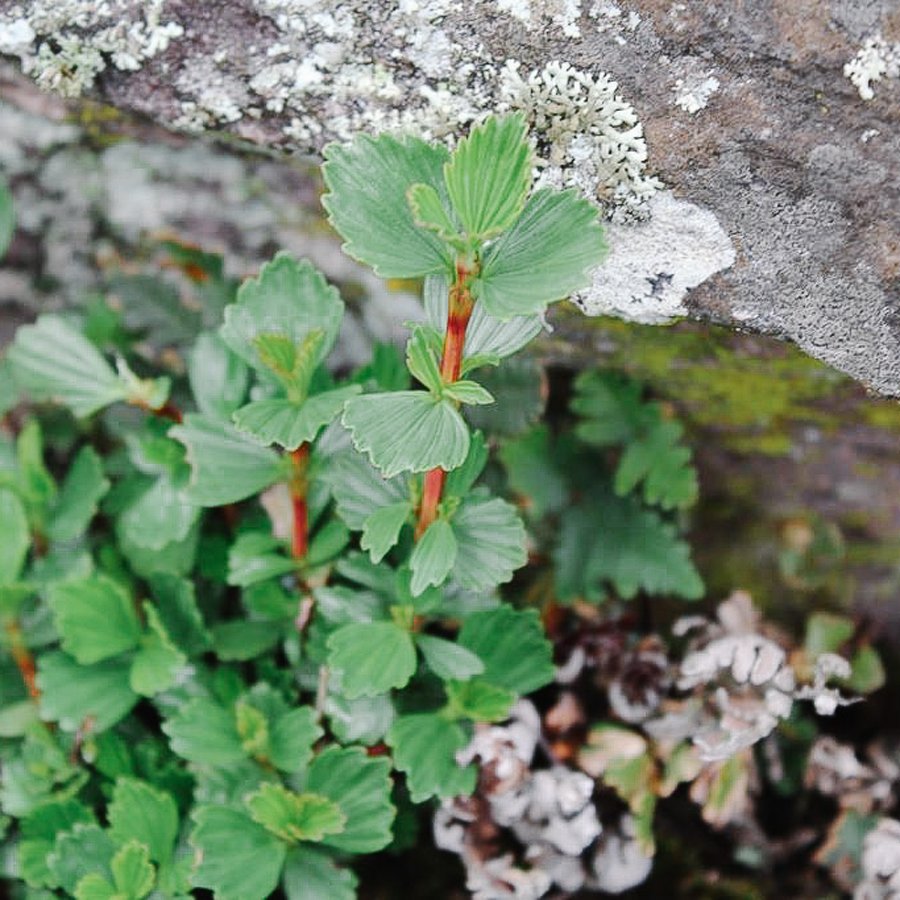 Resurrection Bush oil wild organic 100% natural essential oil Angola, 5ml